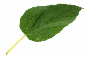 Whatness and Thisness – Harmony with Others, Part 2 | Living as Apprentices